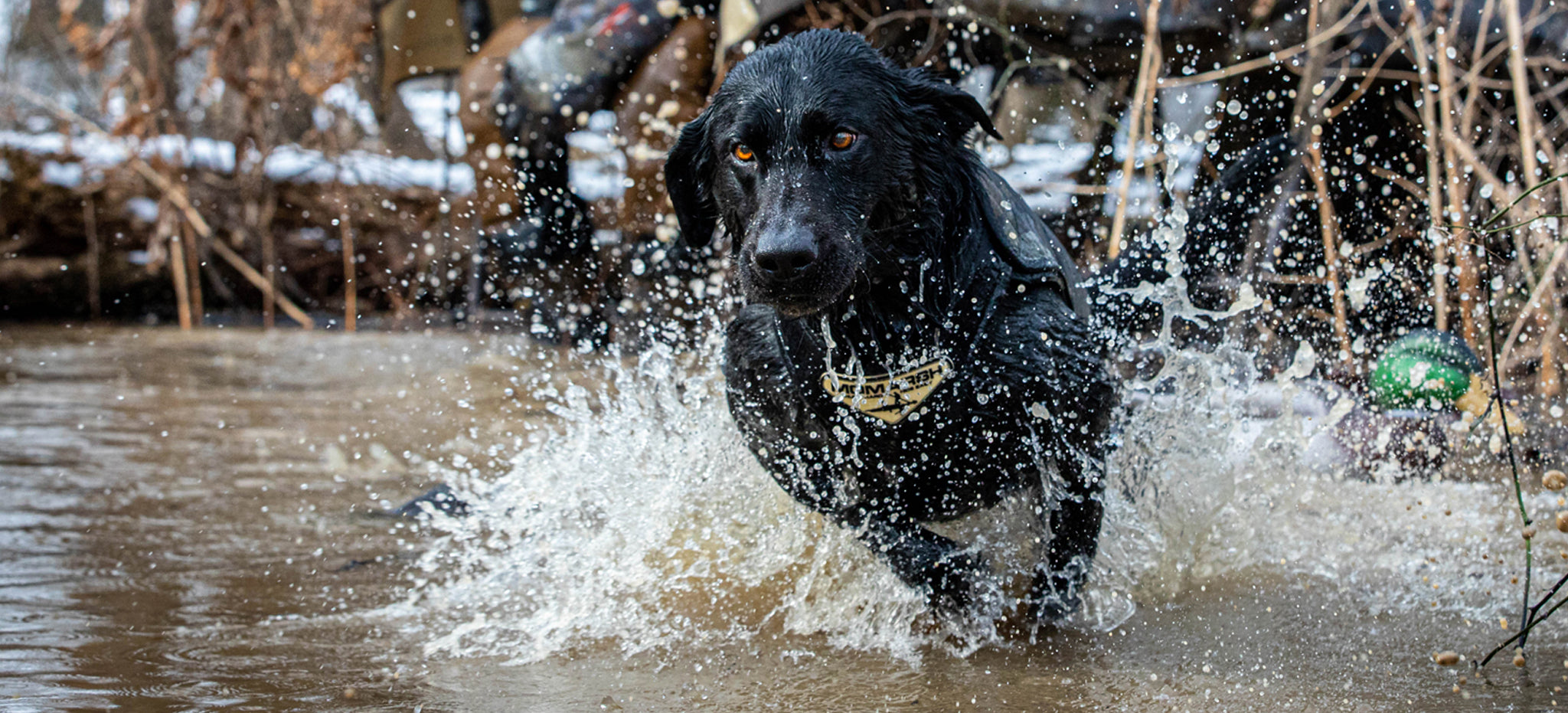 Dog Accessories – MOmarsh Inc.